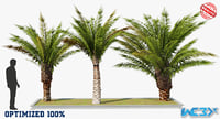 palm tree 3D Models | TurboSquid.com