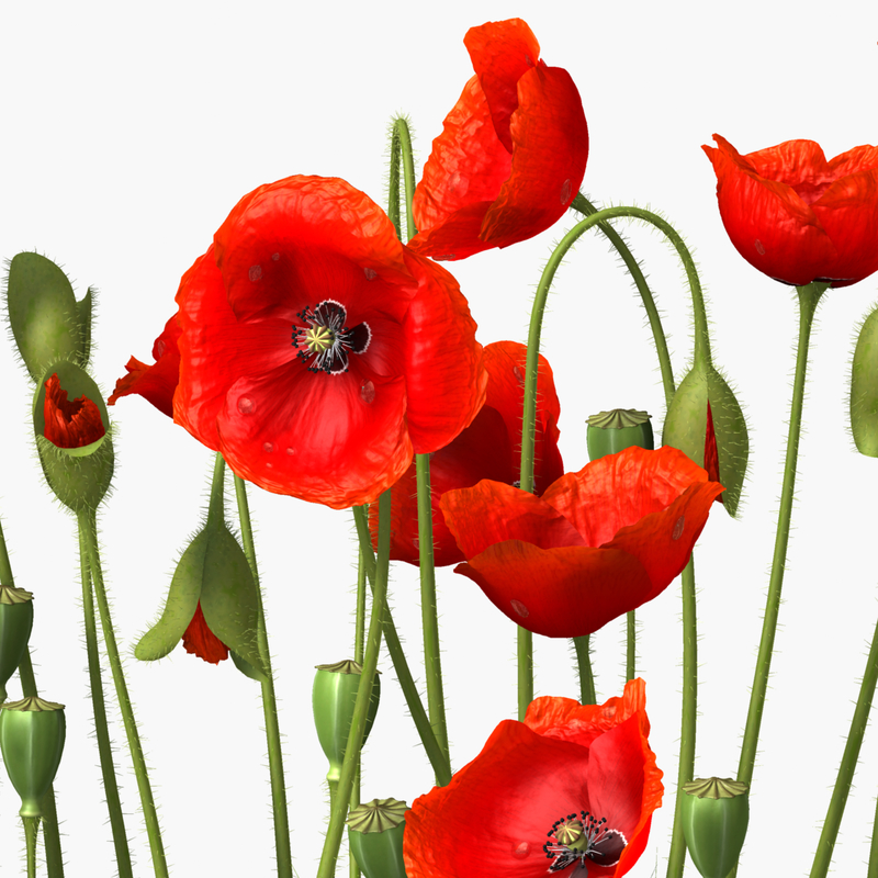 3D poppies capsule - TurboSquid 1163582