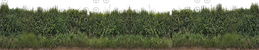 Texture Photoshop english hedge green