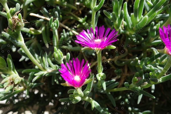 Stock JPEG flower flowers flora