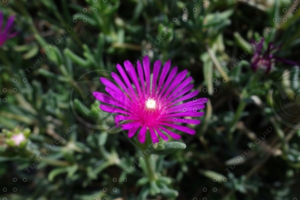 Stock JPEG noon flower flowers