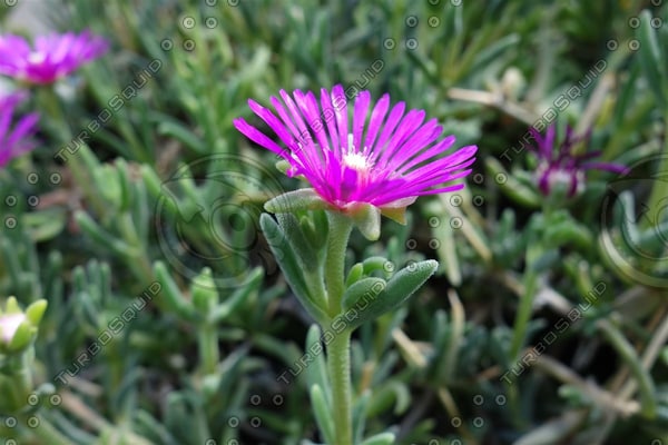 Stock JPEG noon flower flowers