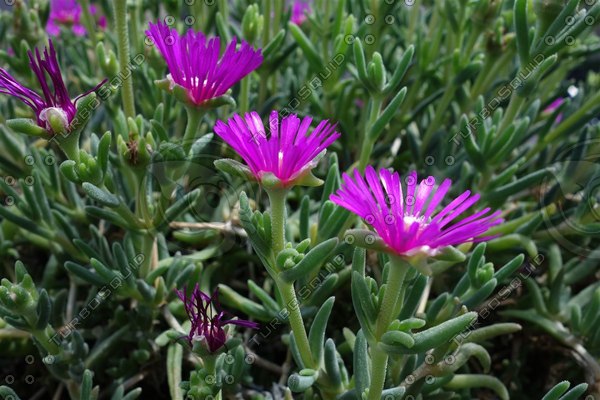 Stock JPEG noon flower flowers