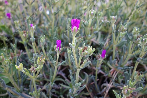 Stock JPEG noon flower flowers