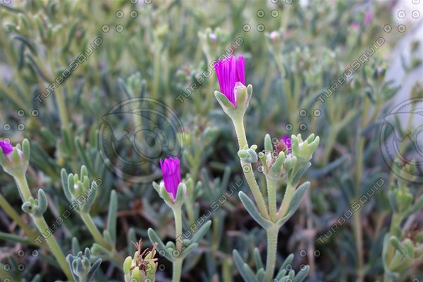 Stock JPEG noon flower flowers