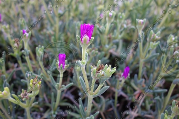 Stock JPEG noon flower flowers