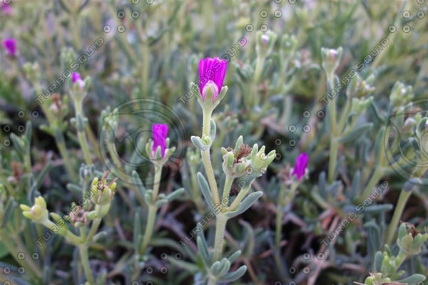 Stock JPEG noon flower flowers