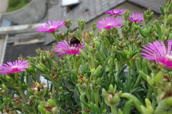 Stock JPEG bumblebee noon flower