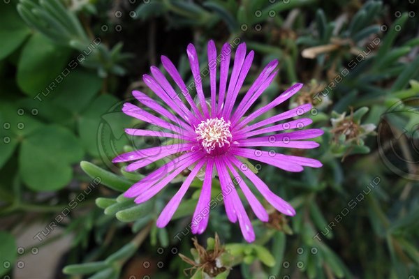 Stock JPEG noon flower flowers