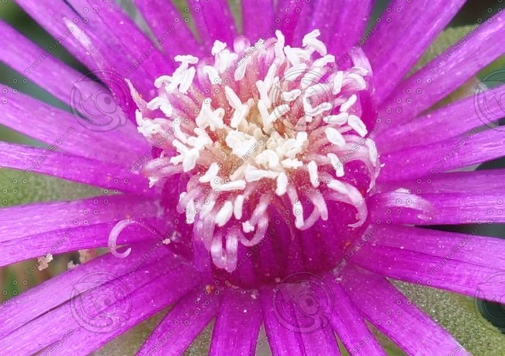 Stock JPEG noon flower flowers