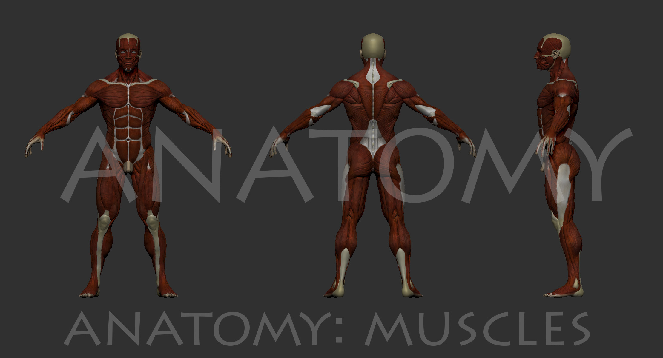 zbrush body 3d max