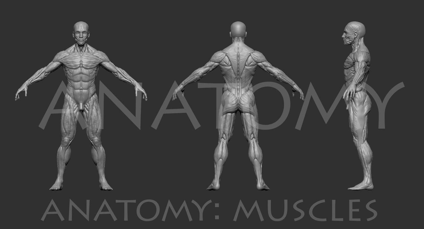 zbrush body 3d max