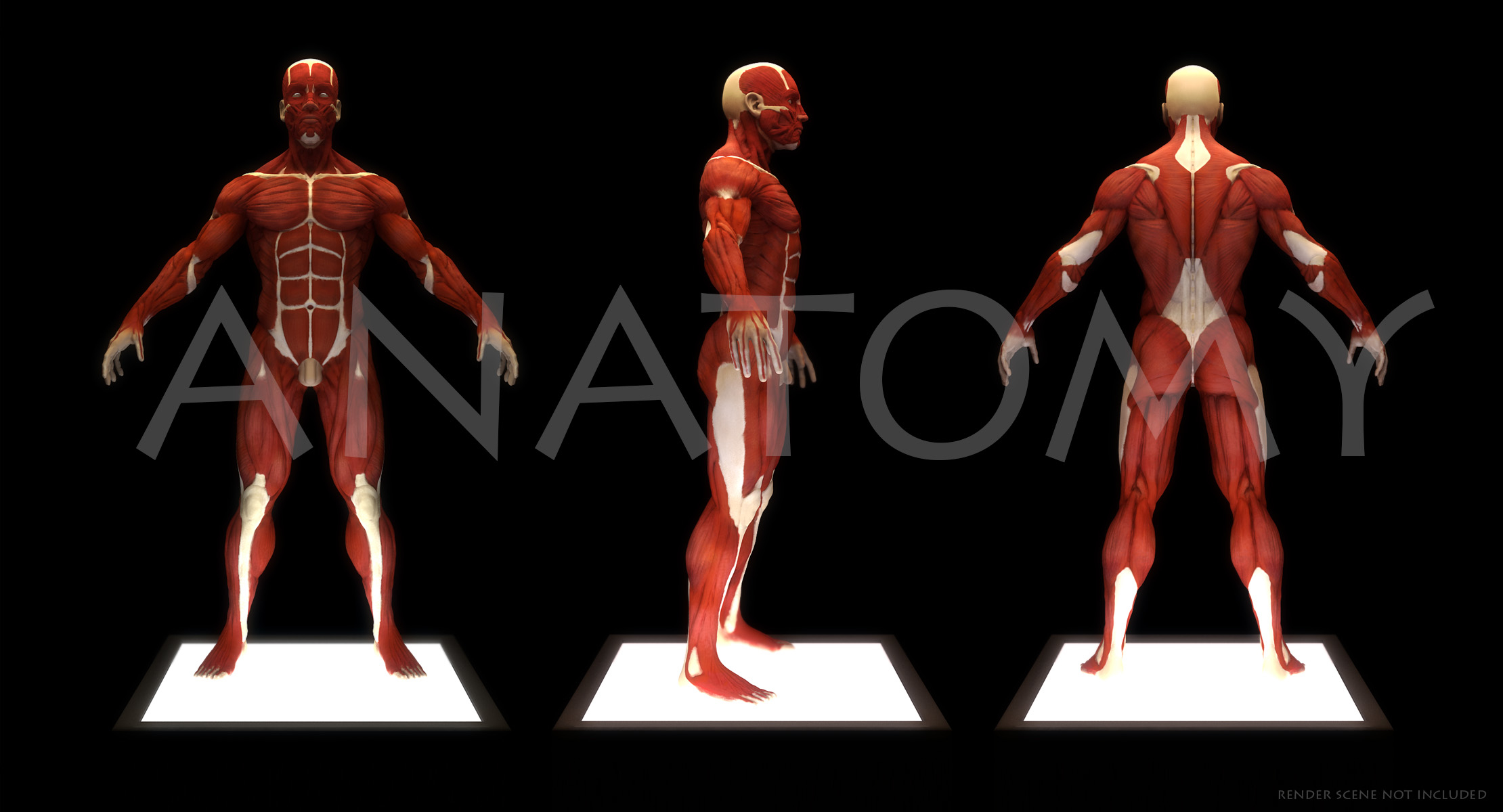 zbrush body 3d max