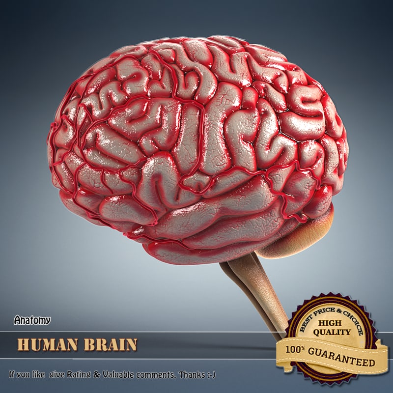 3d 3ds brain details