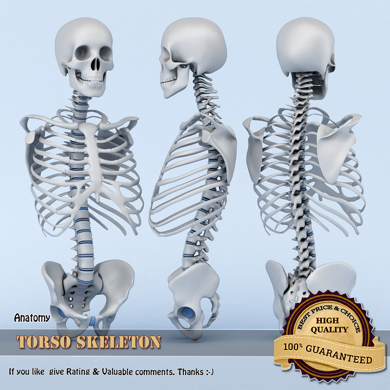 3d torso skeleton model