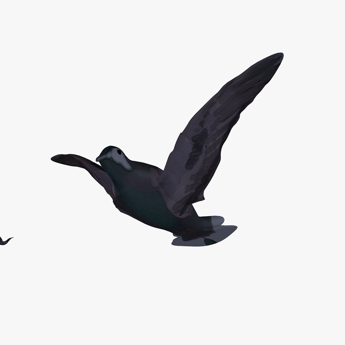 group flying pigeons animation 3d c4d