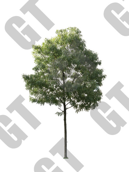 Texture PNG tree png vegetation