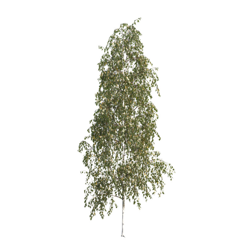 3d model silver birch tree