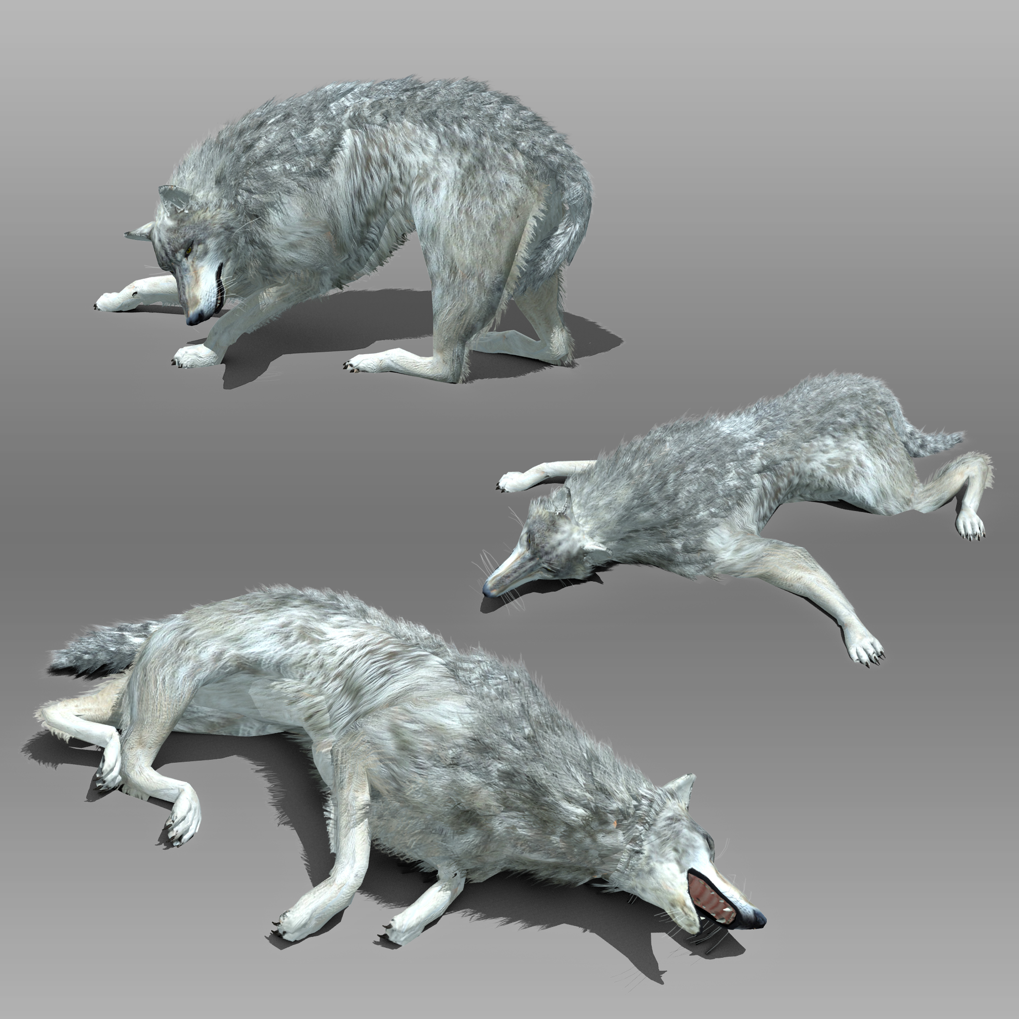 3ds max timber wolf animations