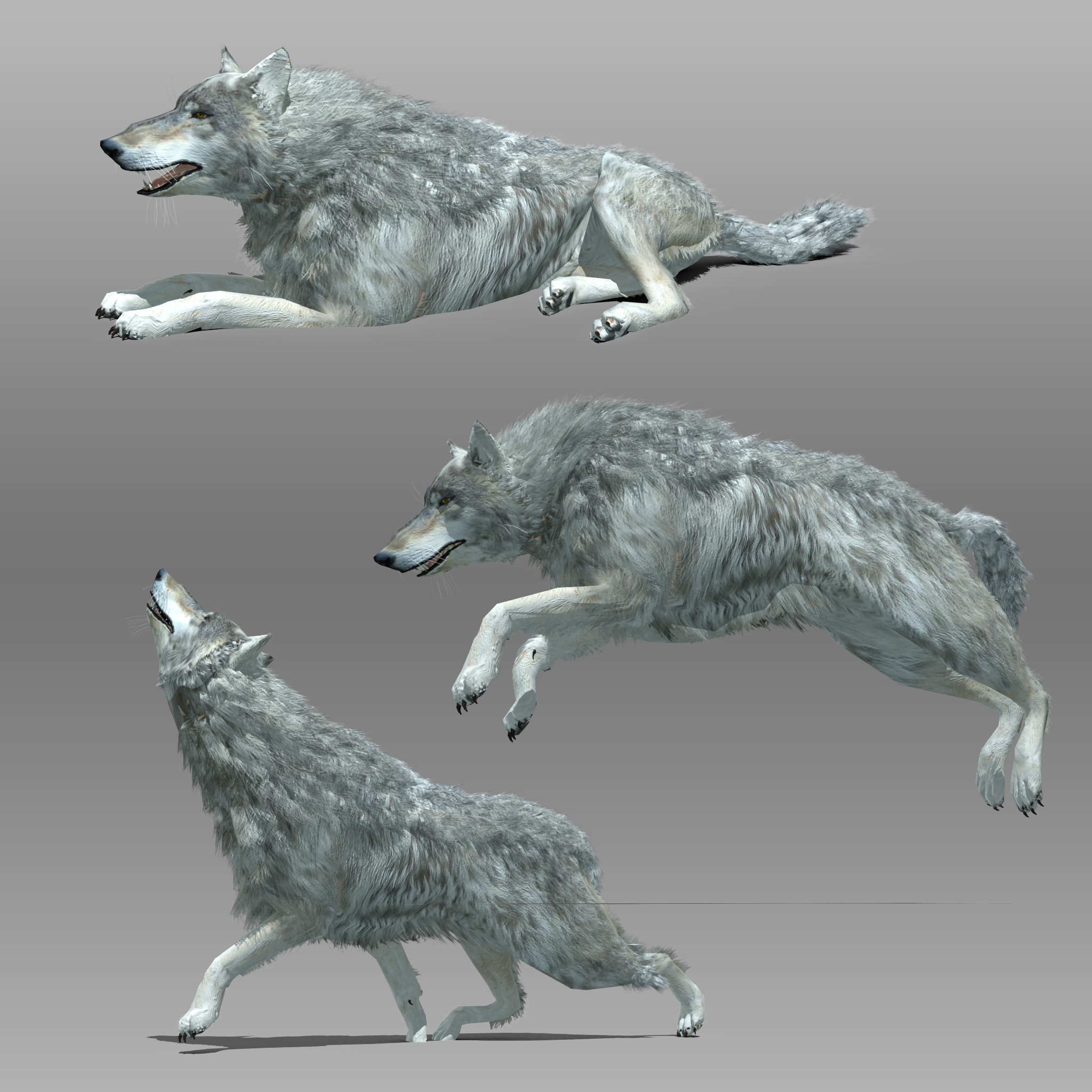 3ds max timber wolf animations