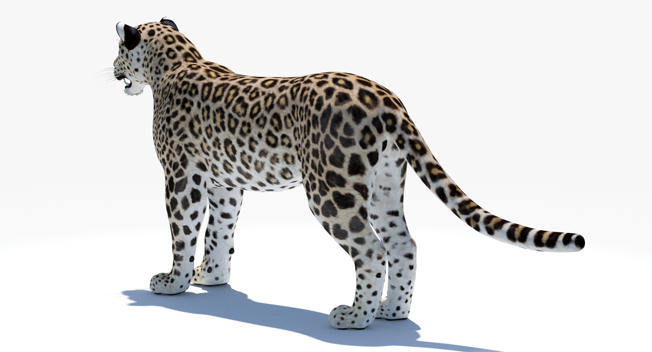 3d model persian leopard