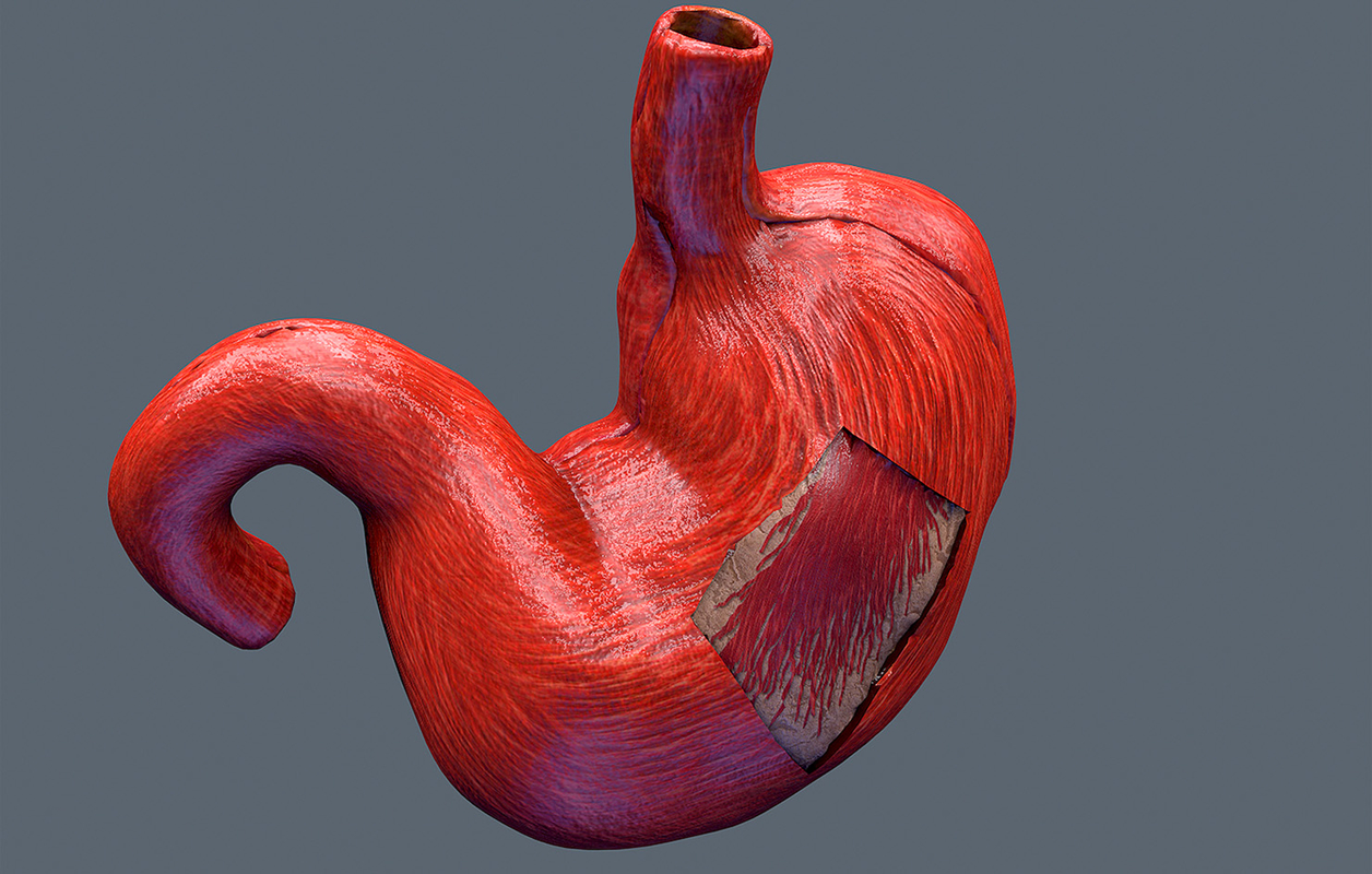 Human anatomy stomach 3D model - TurboSquid 1202572