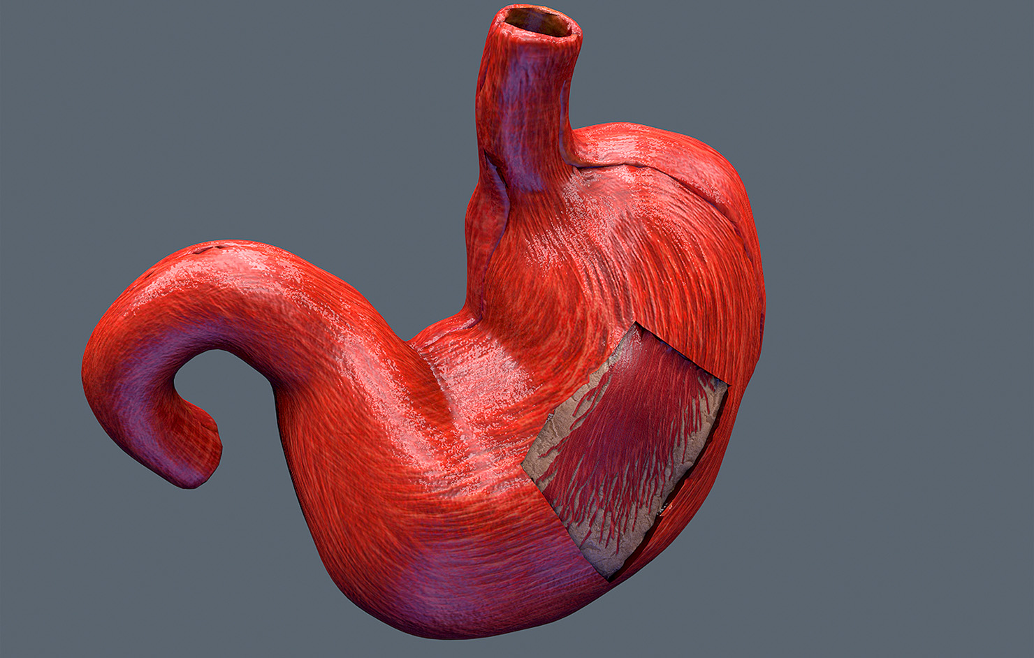 Human anatomy stomach 3D model - TurboSquid 1202572