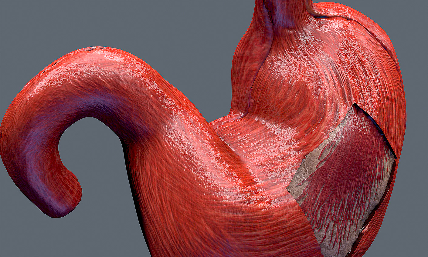 Human anatomy stomach 3D model - TurboSquid 1202572