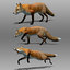3d red fox animations