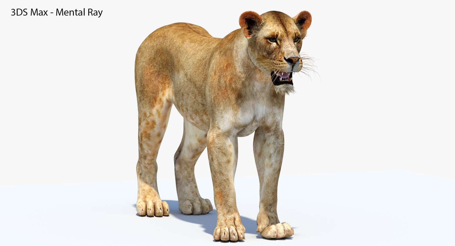 3ds lioness modeled