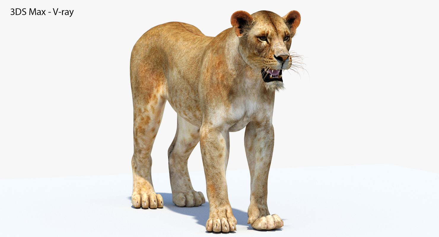 3ds lioness modeled