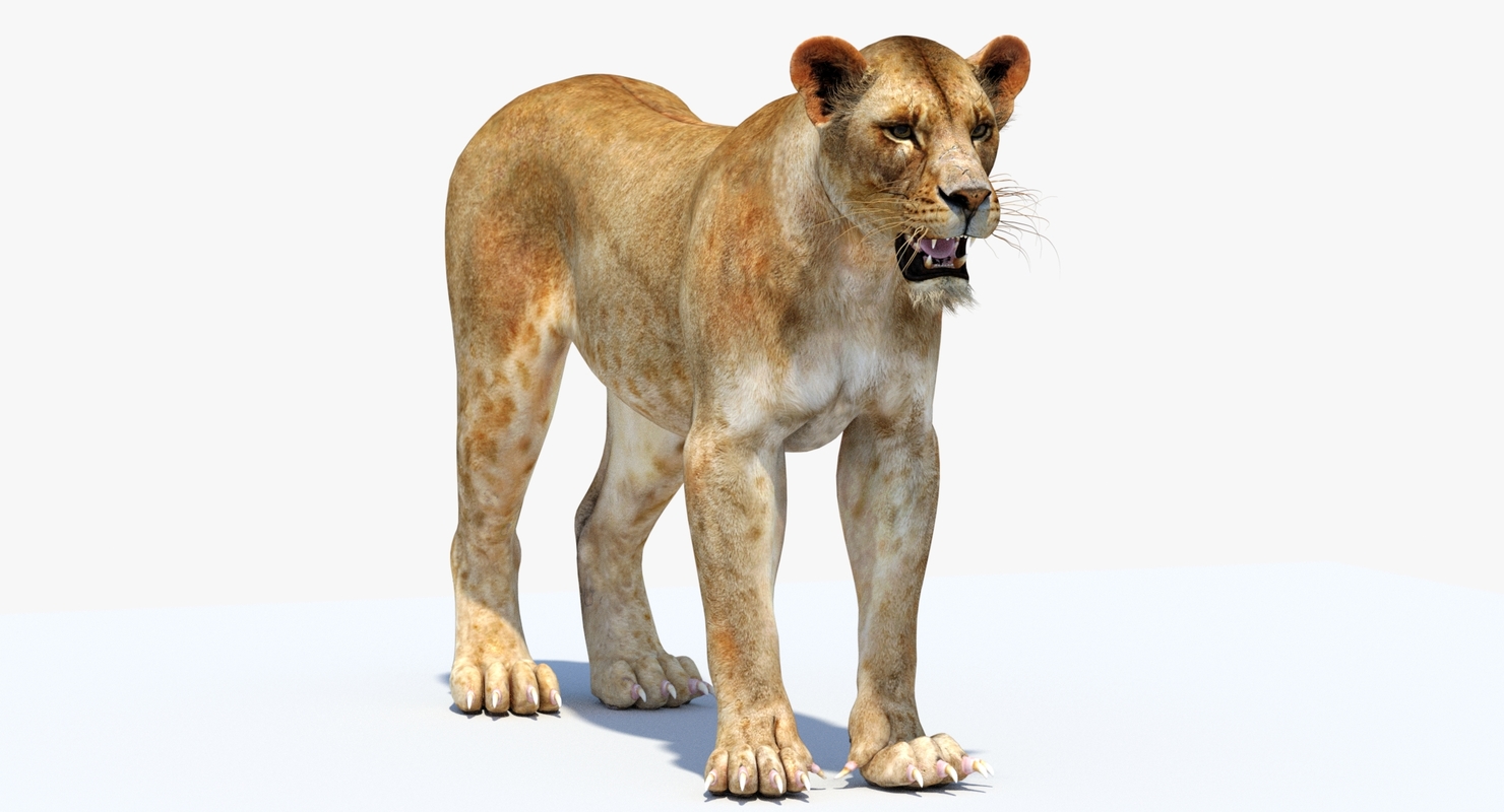 3ds lioness modeled