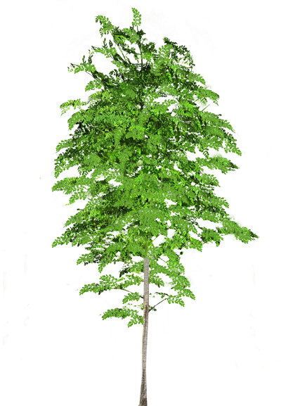 Texture PNG moringa Moringaoleifera moringapng