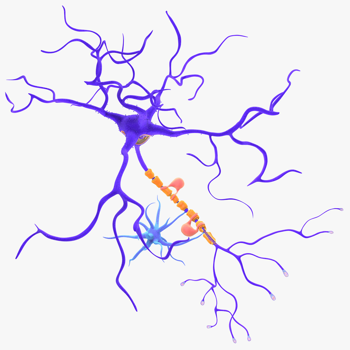 obj neuron structure cells