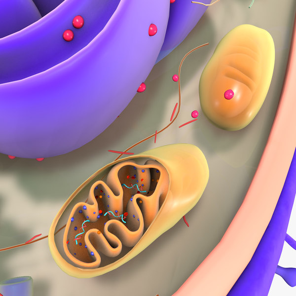 obj neuron structure cells