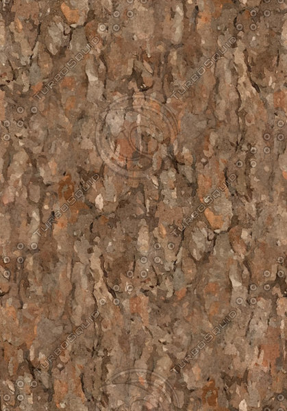 Texture JPEG tree texture pine