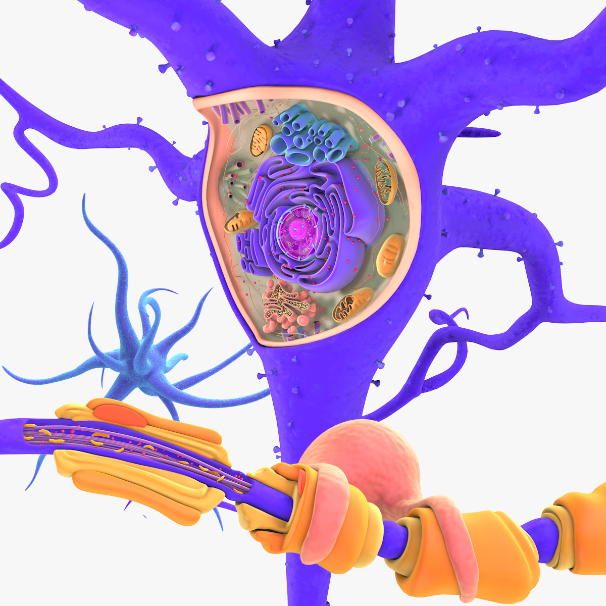 obj neuron structure cells