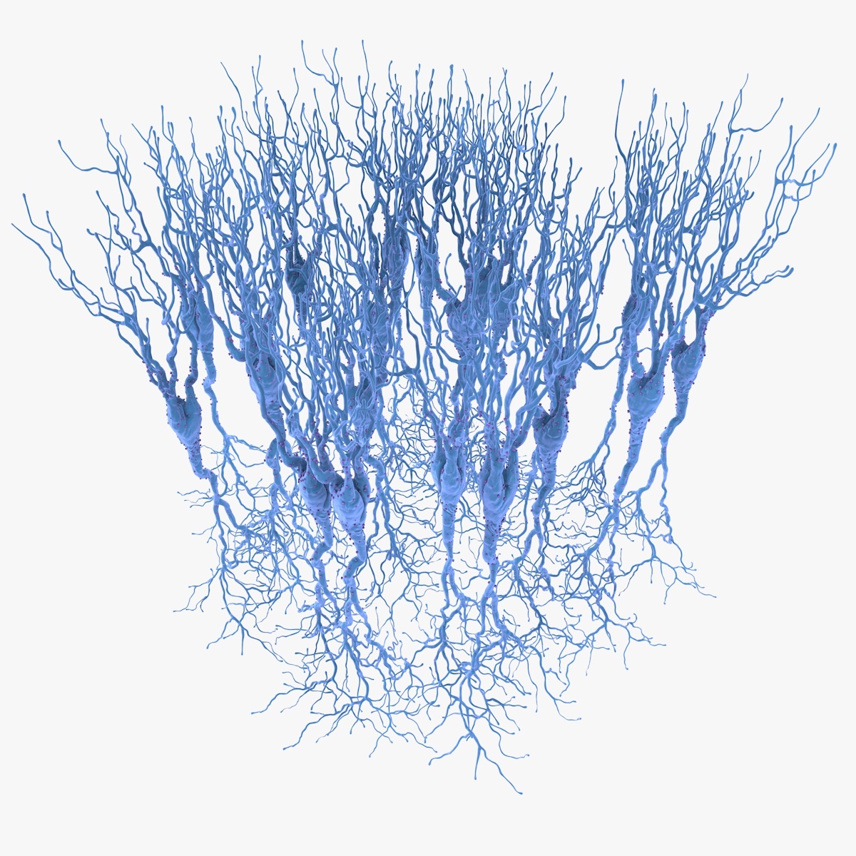 c4d pyramidal neurons