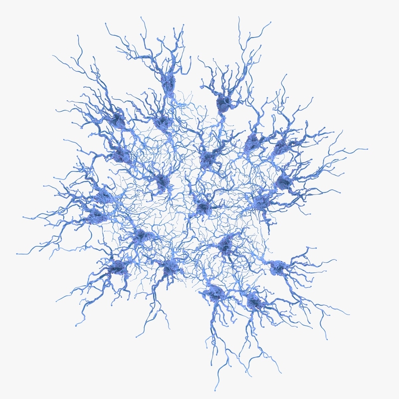 c4d pyramidal neurons