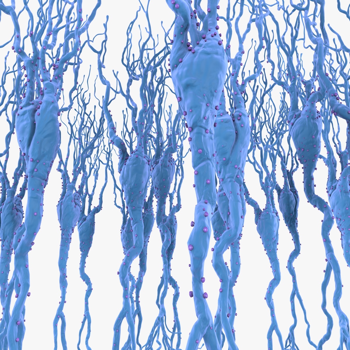 c4d pyramidal neurons