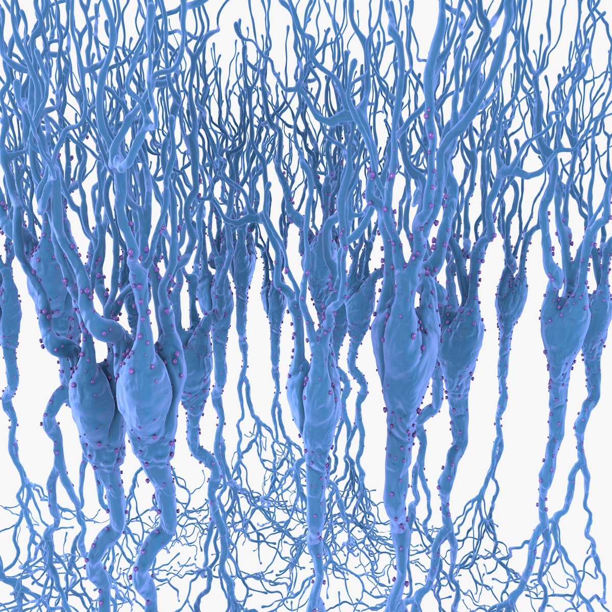 c4d pyramidal neurons