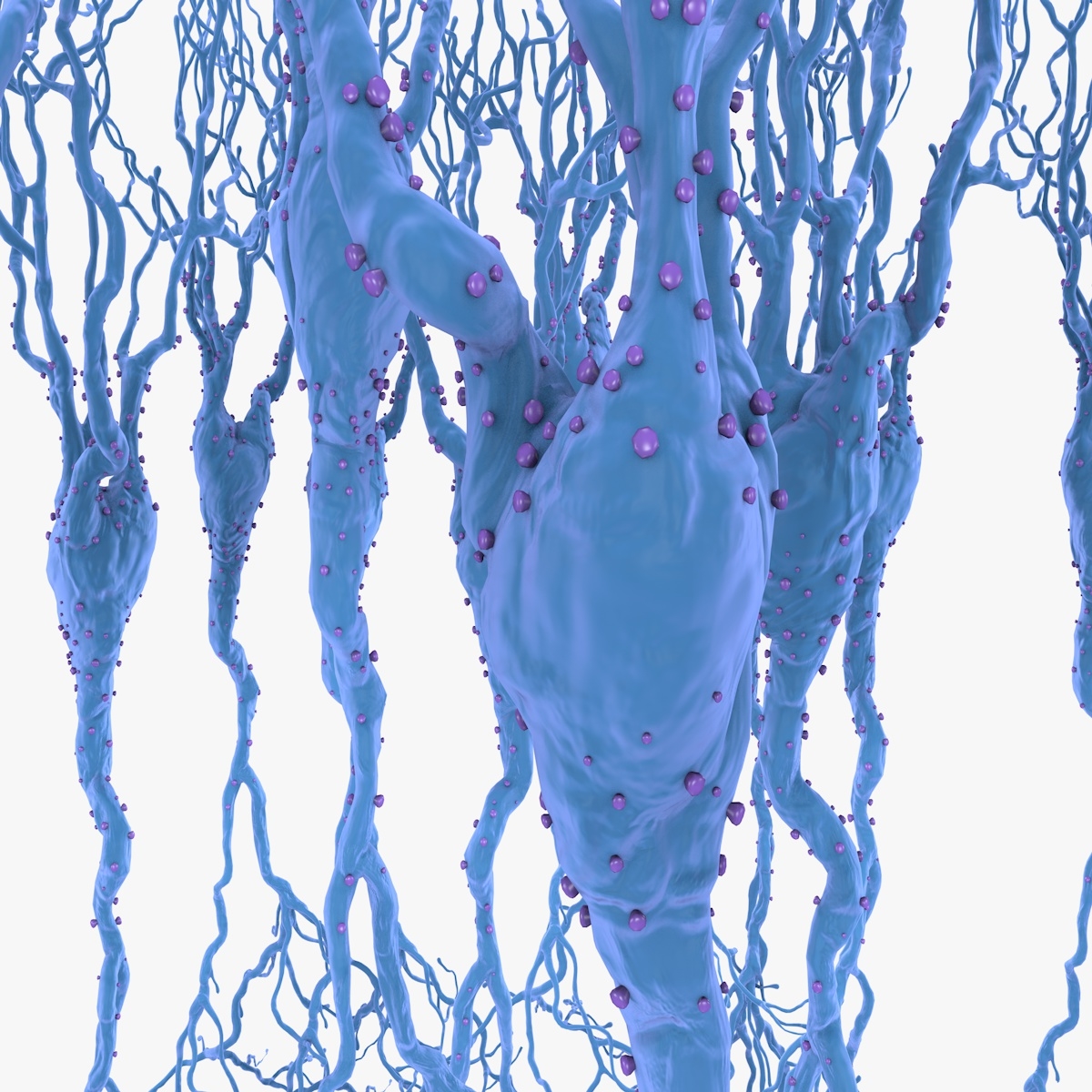 c4d pyramidal neurons