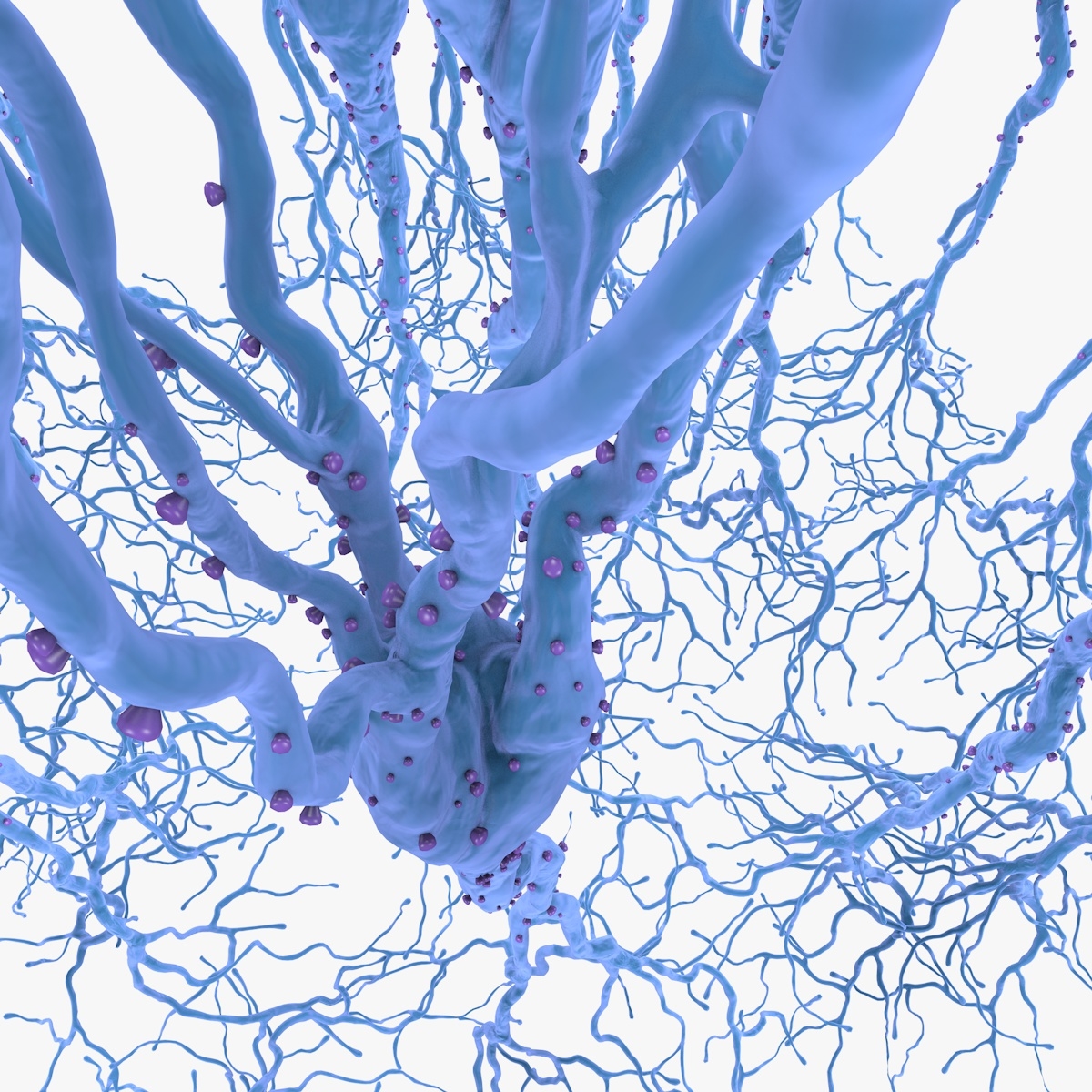 c4d pyramidal neurons