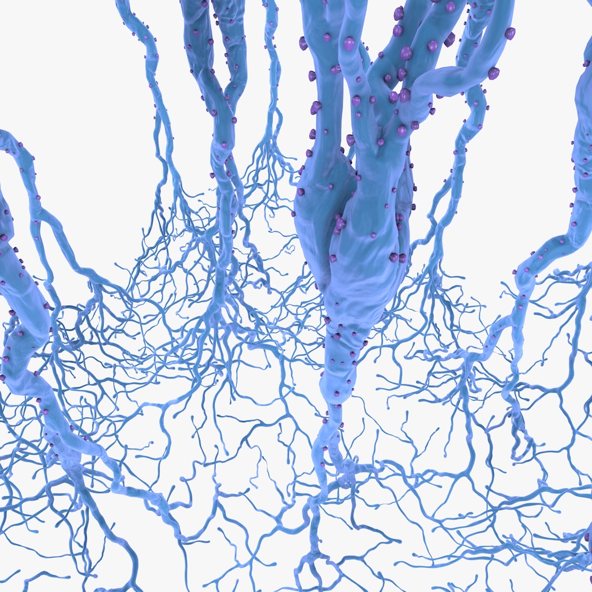 c4d pyramidal neurons