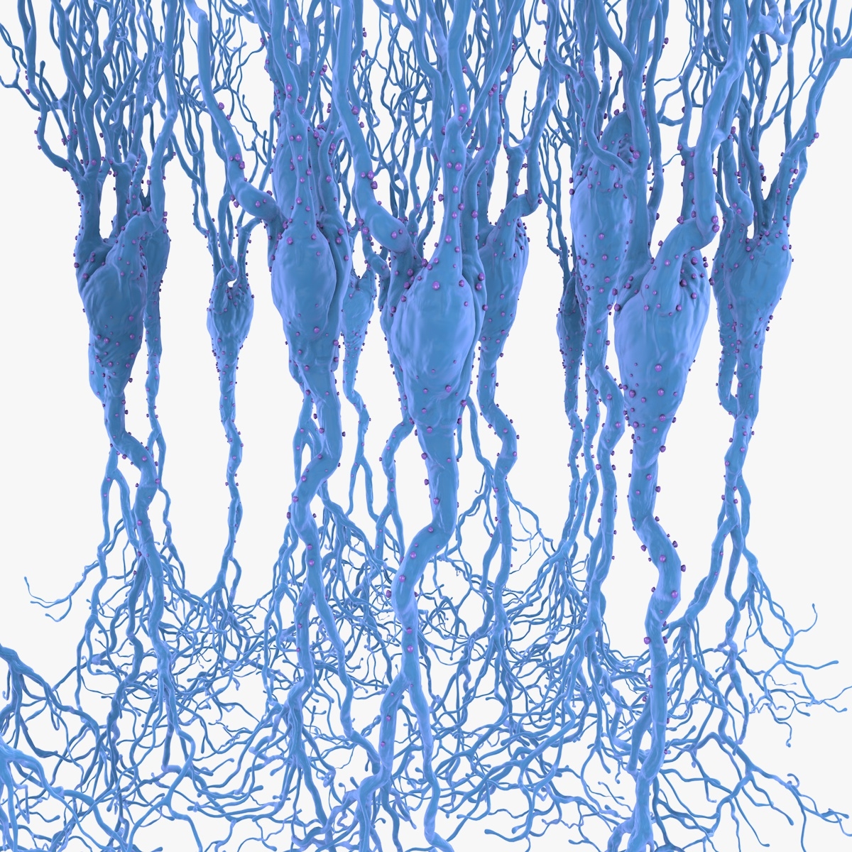 c4d pyramidal neurons