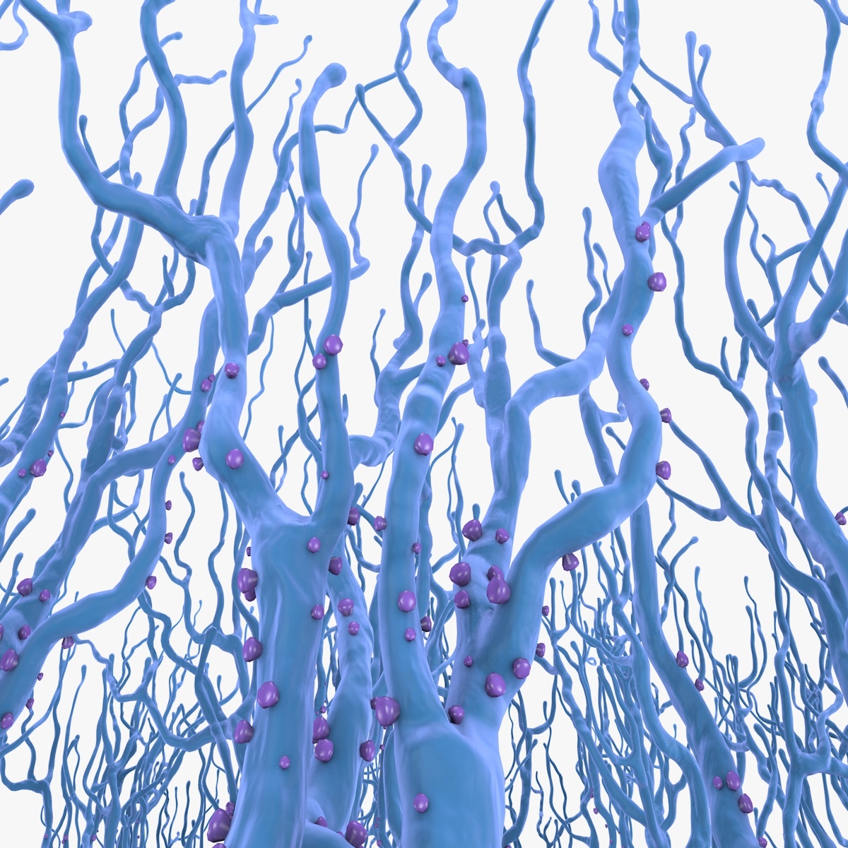 c4d pyramidal neurons