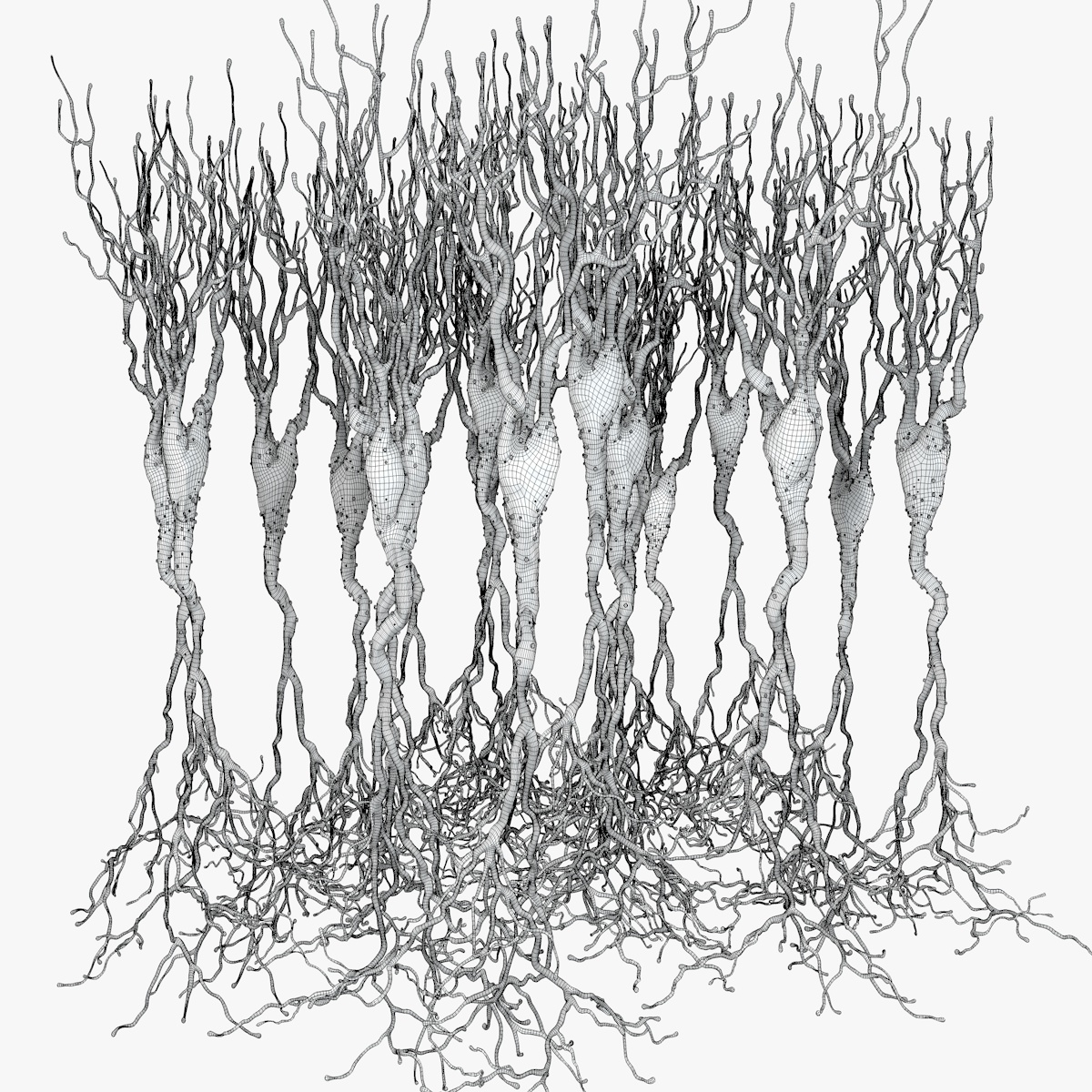 c4d pyramidal neurons