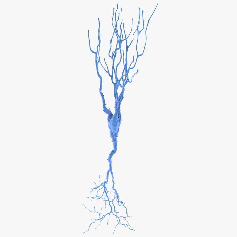 c4d pyramidal neurons