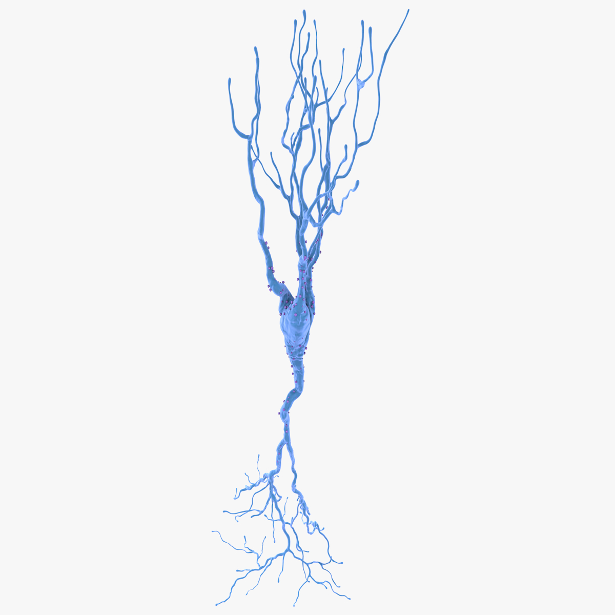 c4d pyramidal neurons
