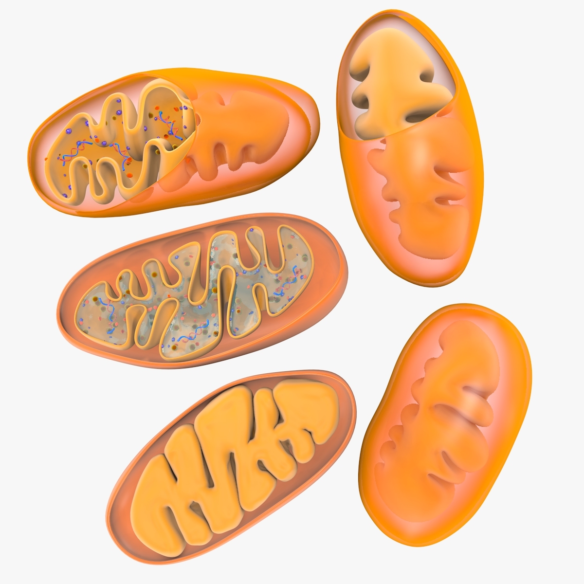 mitochondria dna 3d model